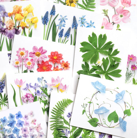 Meet Elizabeth Pyle, Botanical Photographer and owner of Bottle Branch ...